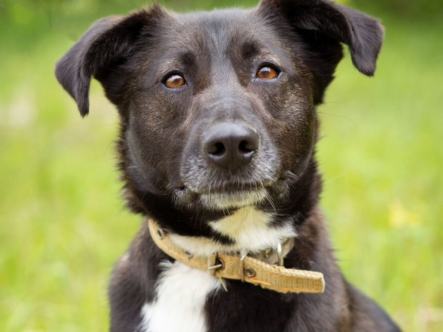 Молоденький песик Дональд ищет дом