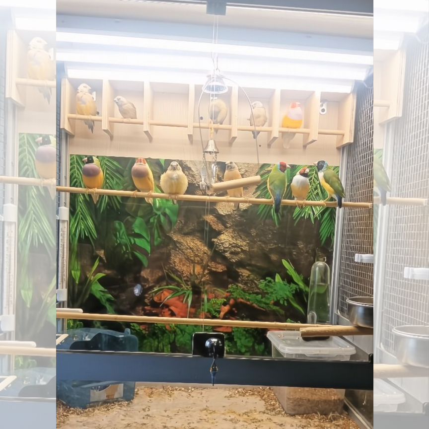 Амадины гульда