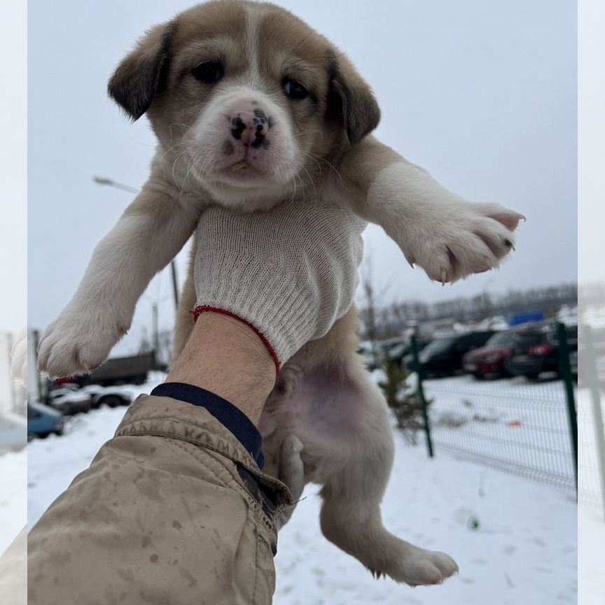 Щенок в добрые руки