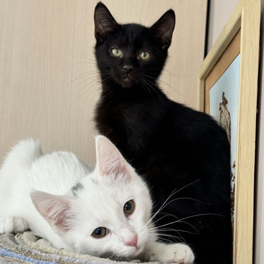 Котята в добрые руки 3 месяца