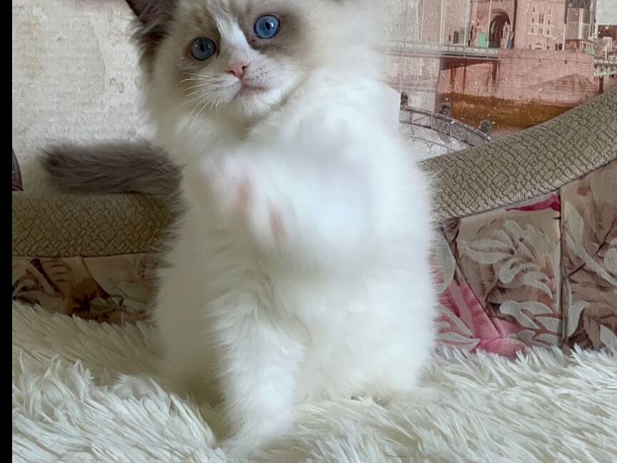 Малышка рэгдолл