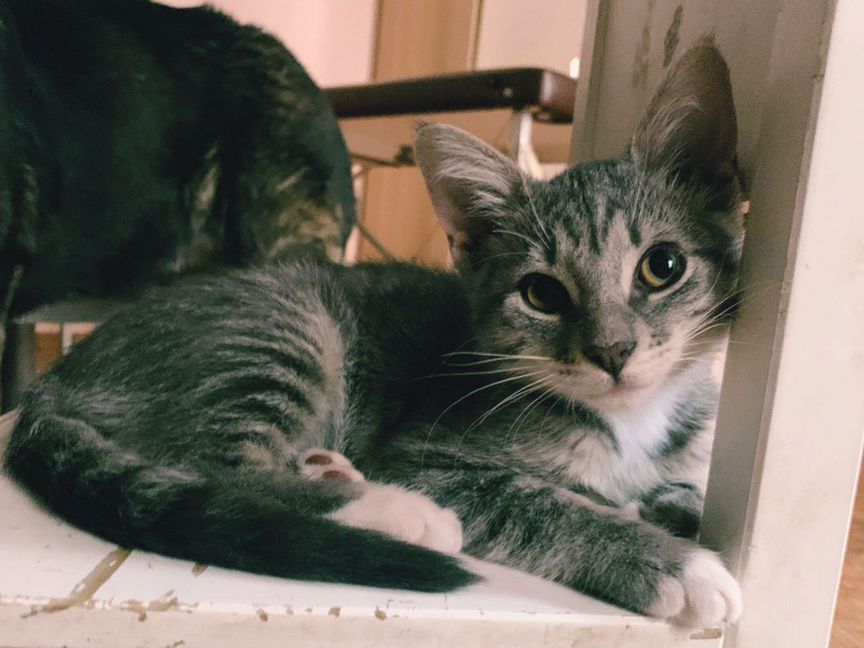Котëнок (3,5 мес) в добрые руки