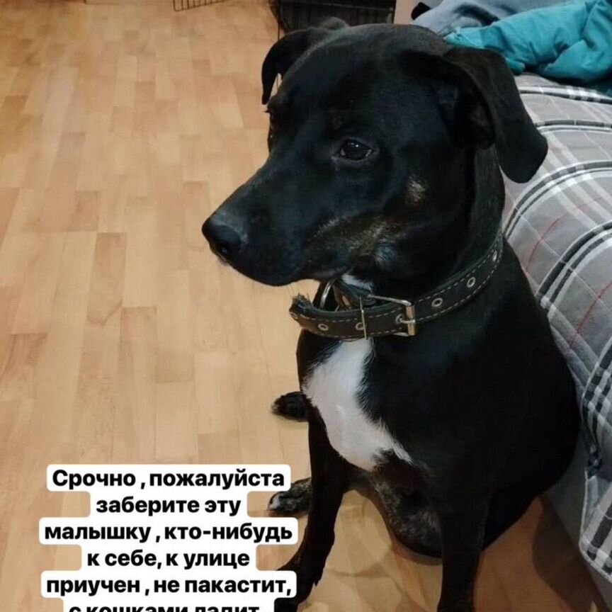 Собака, очень нуждается в доме. Метис питбуля