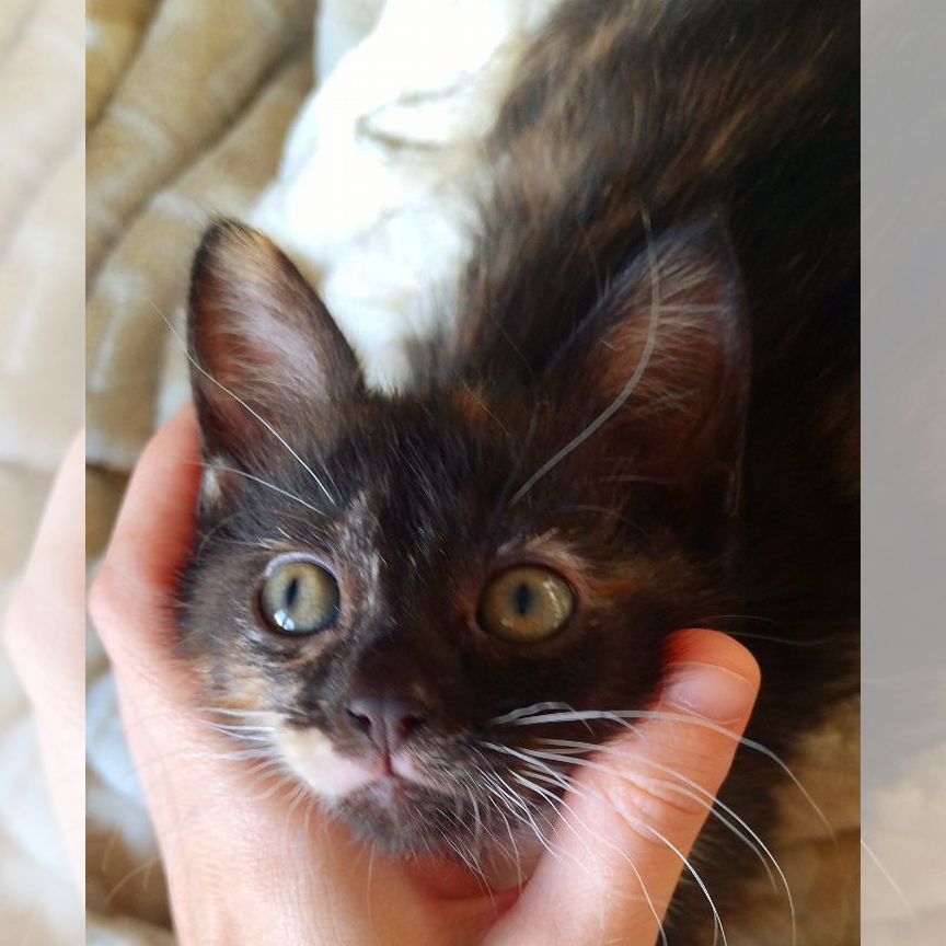 Трехцветный котенок девочка