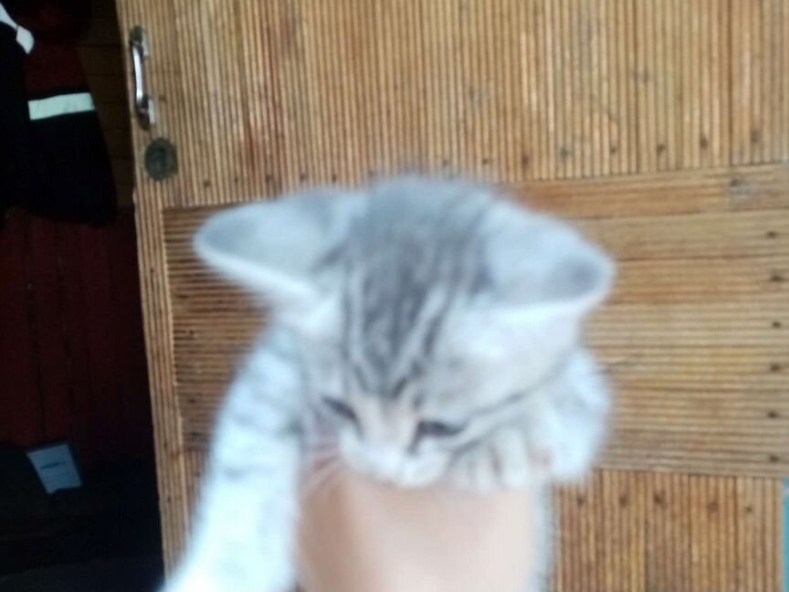 Отдам котят и кошку два мальчика и одна девочка