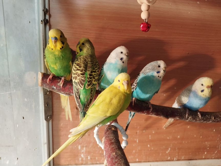 Волнистые попугаи (стая)