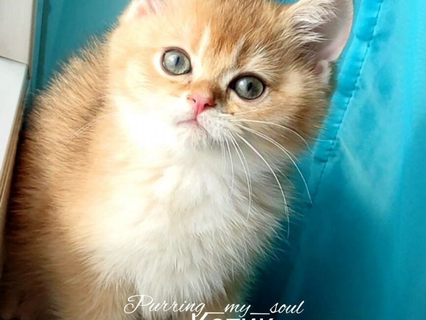 Золотая шиншилла, ny12, ny11 клубные котята