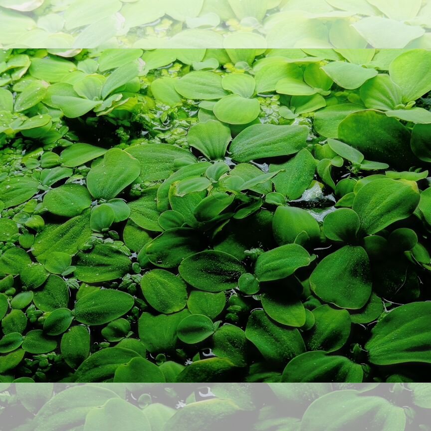 Аквариумные рыбки и растения Пистия