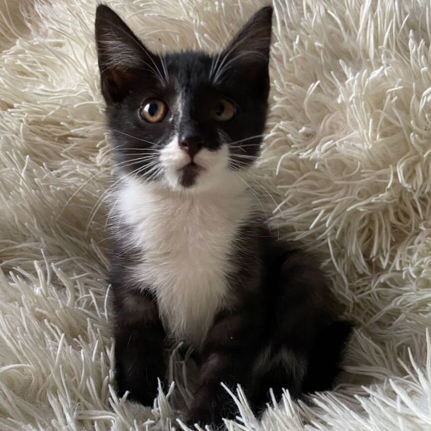 Котёнок в добрые руки