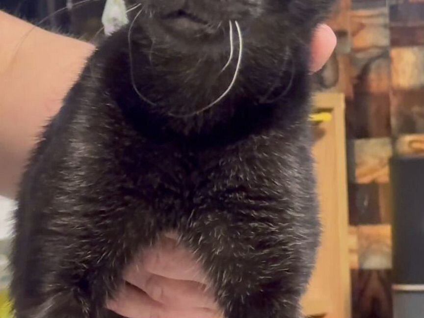 Кот Чаузи