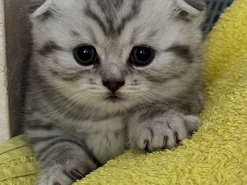 Шотландские котята