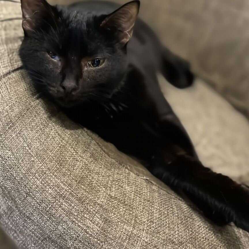 Взрослая кошка в добрые руки