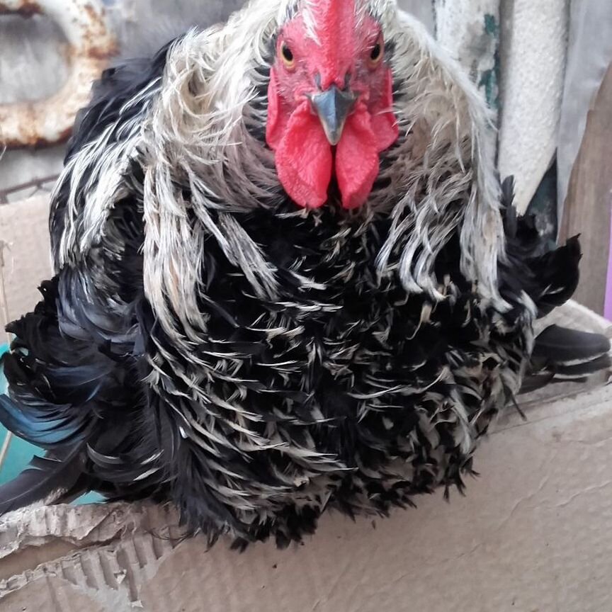 Карликовый кохинхин