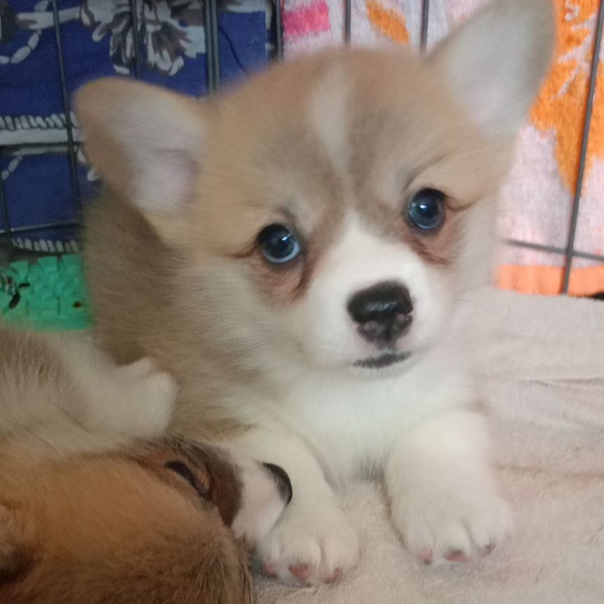 Вельш-корги пемброк. Девочка