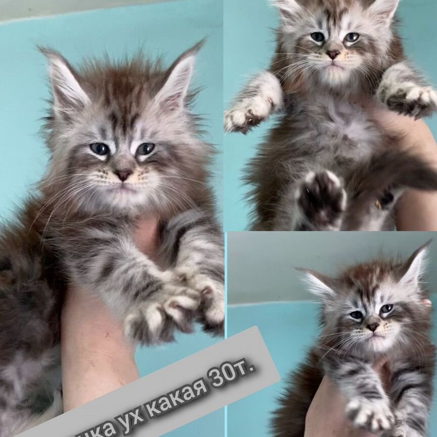 Мейн-кун котёнок