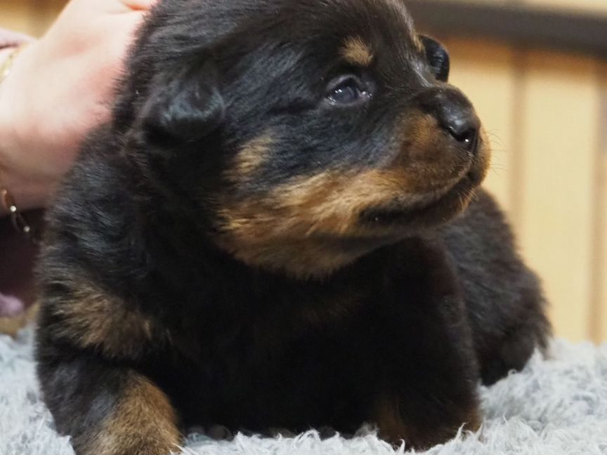 Щенки ротвейлера продажа