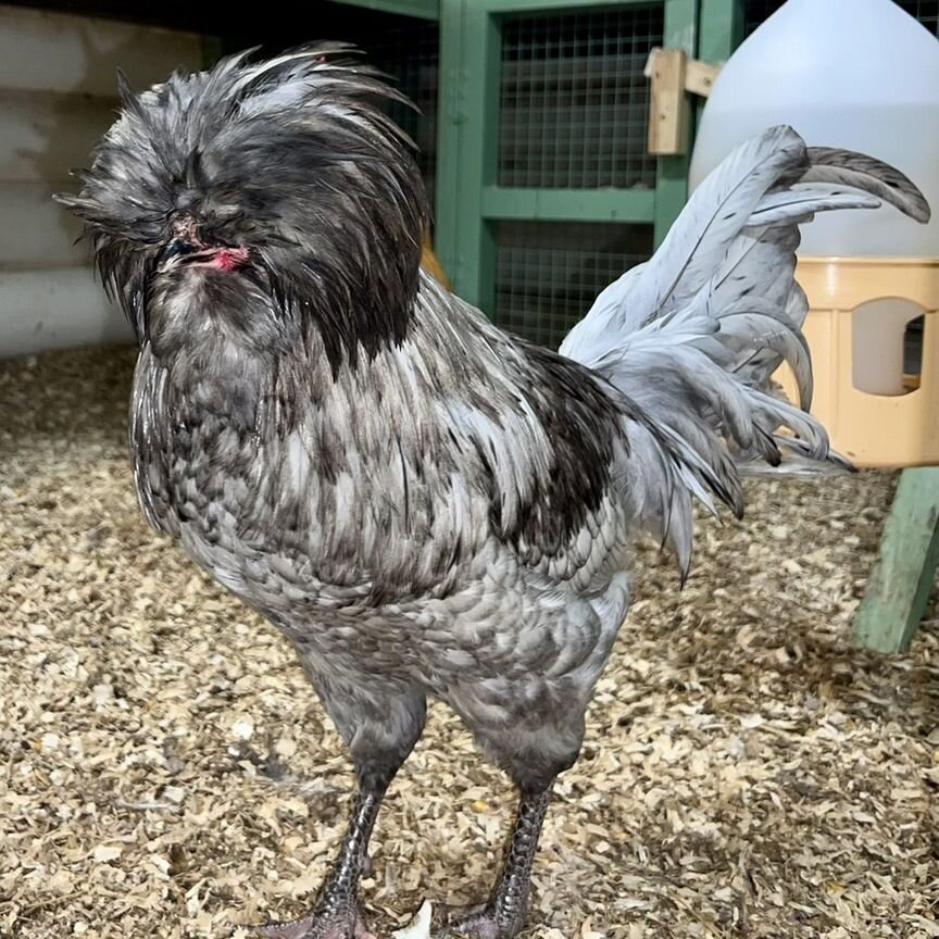 Петух молодой домашний