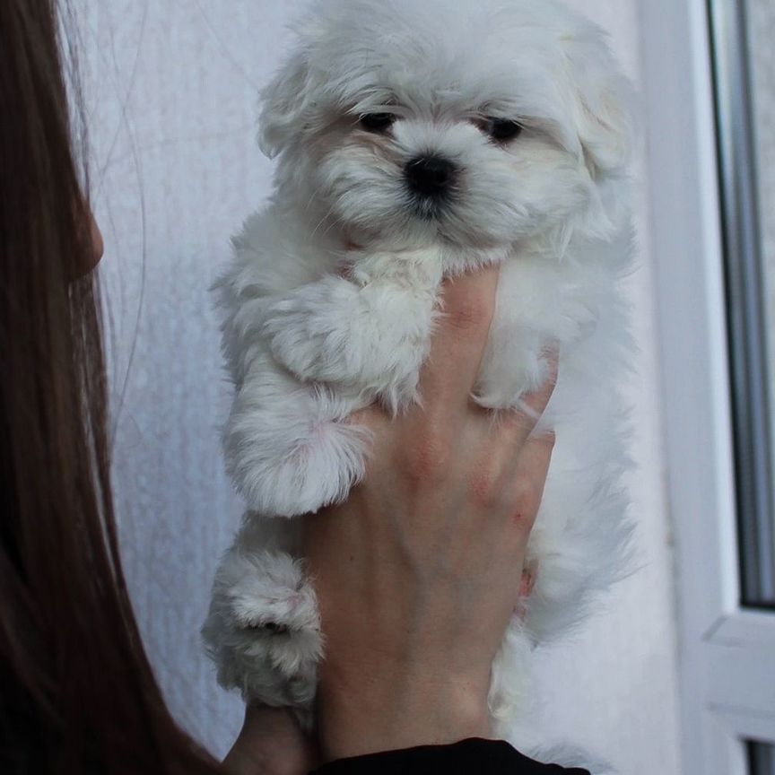 Мальтийская болонка, щенок