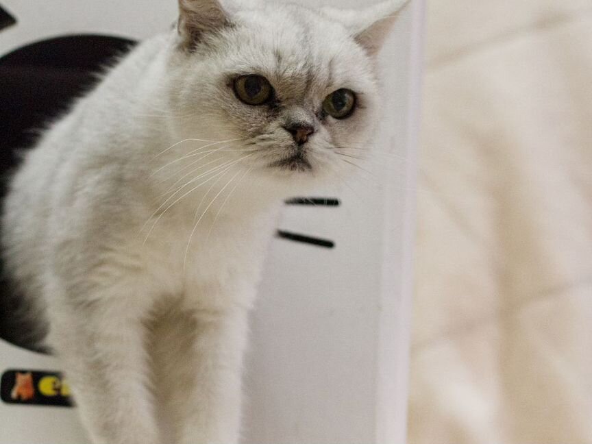 Кошечка британская Смородина