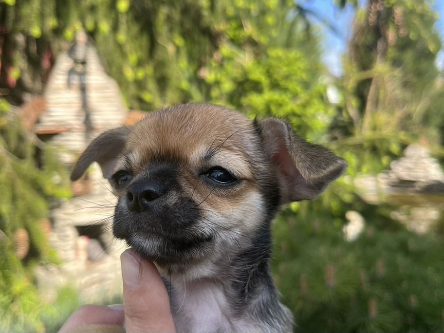 Щенки чихуахуа мини