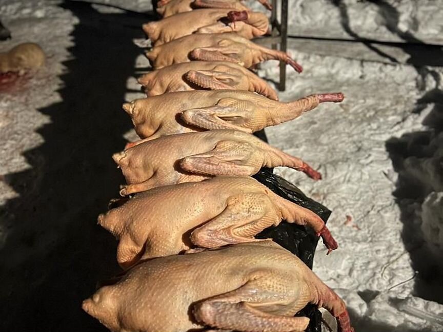 Продам мясо гуся
