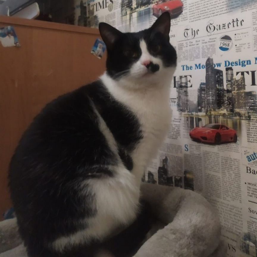 Взрослый кот в добрые руки