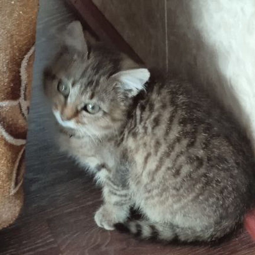 Отдам в добрые руки милого котенка