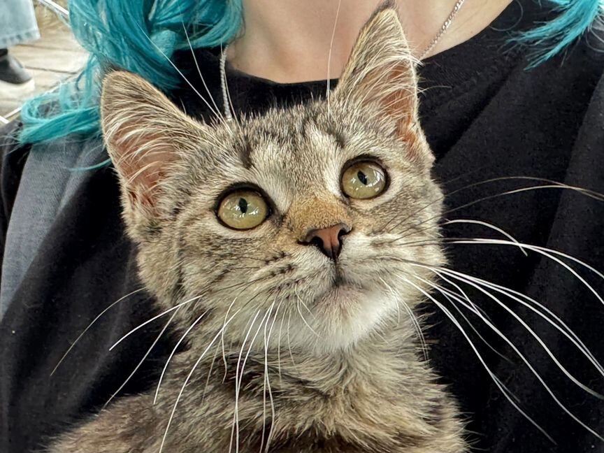 Котёнок помесь мейн-куна