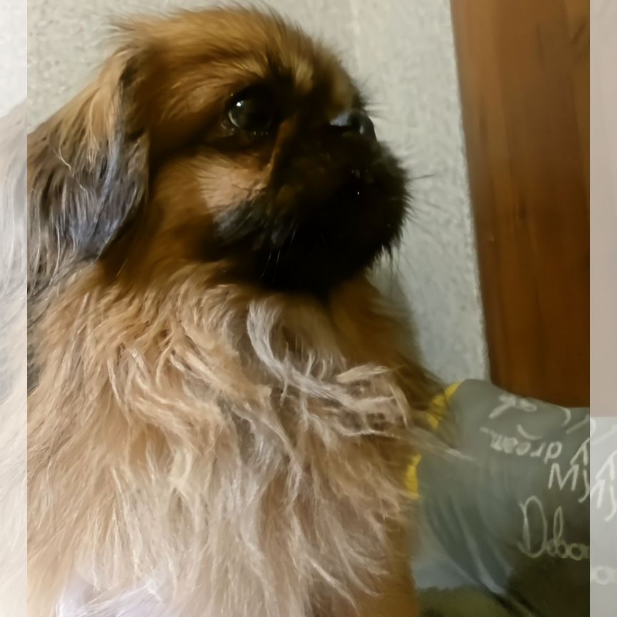 Пекинес, взрослый пёс