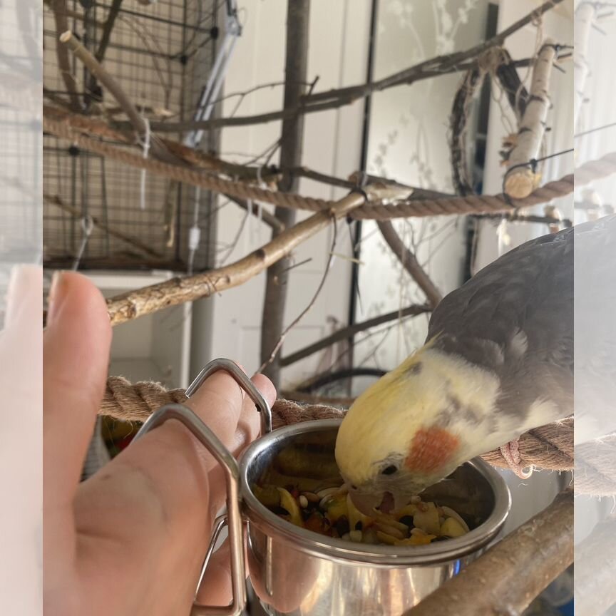 Попугай корелла самец