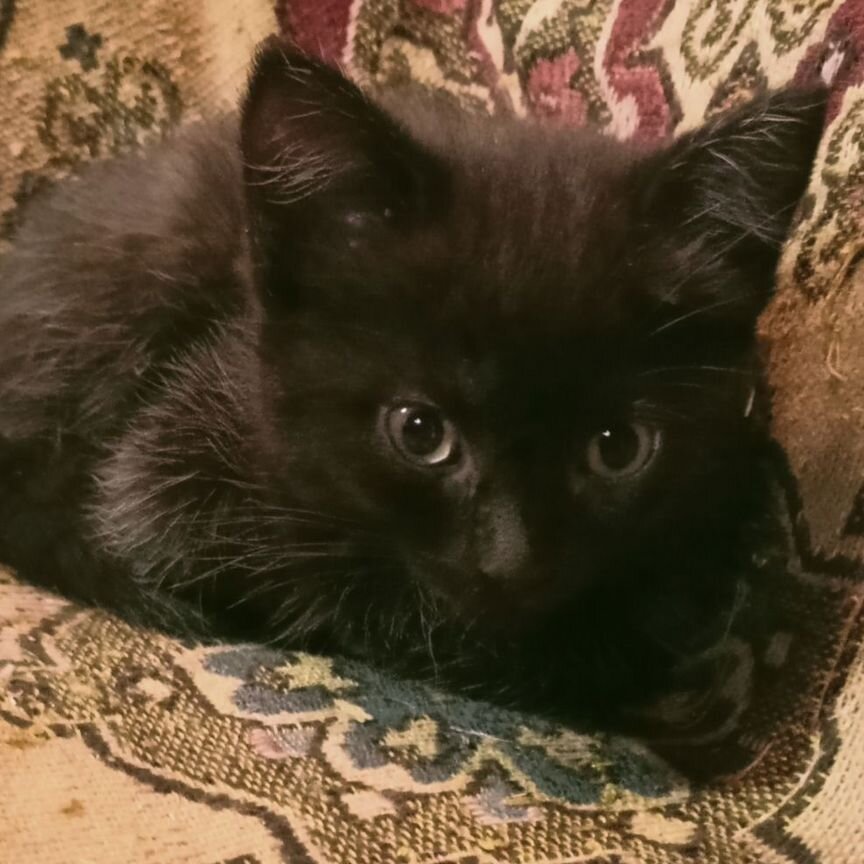 Котенок девочка
