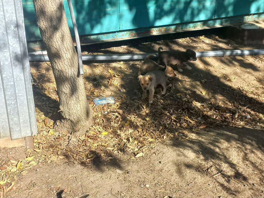 Щенки 3 мальчика 1 девочка,на последнем фото мама