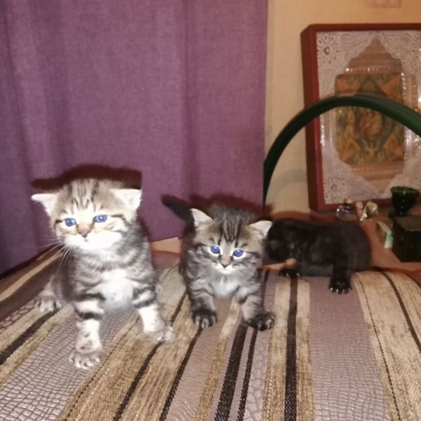 Котята