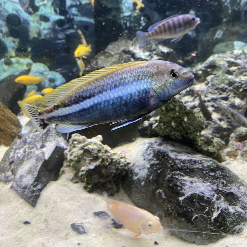 Меланохромис