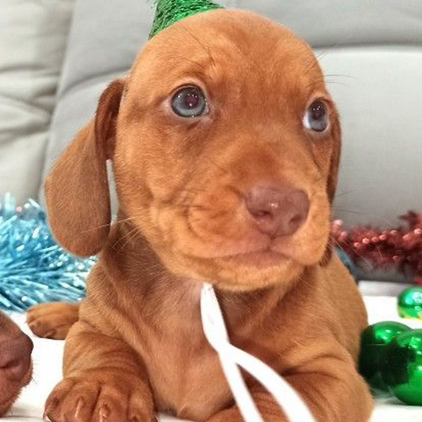 Такса, щенок