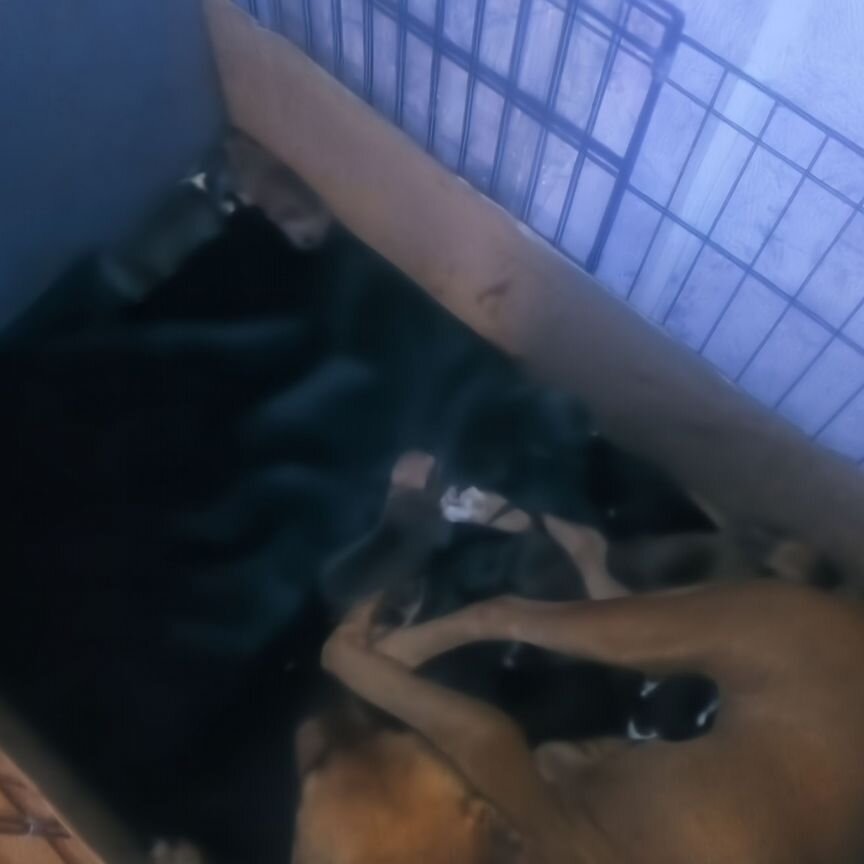 Американский питбультерьер, щенок