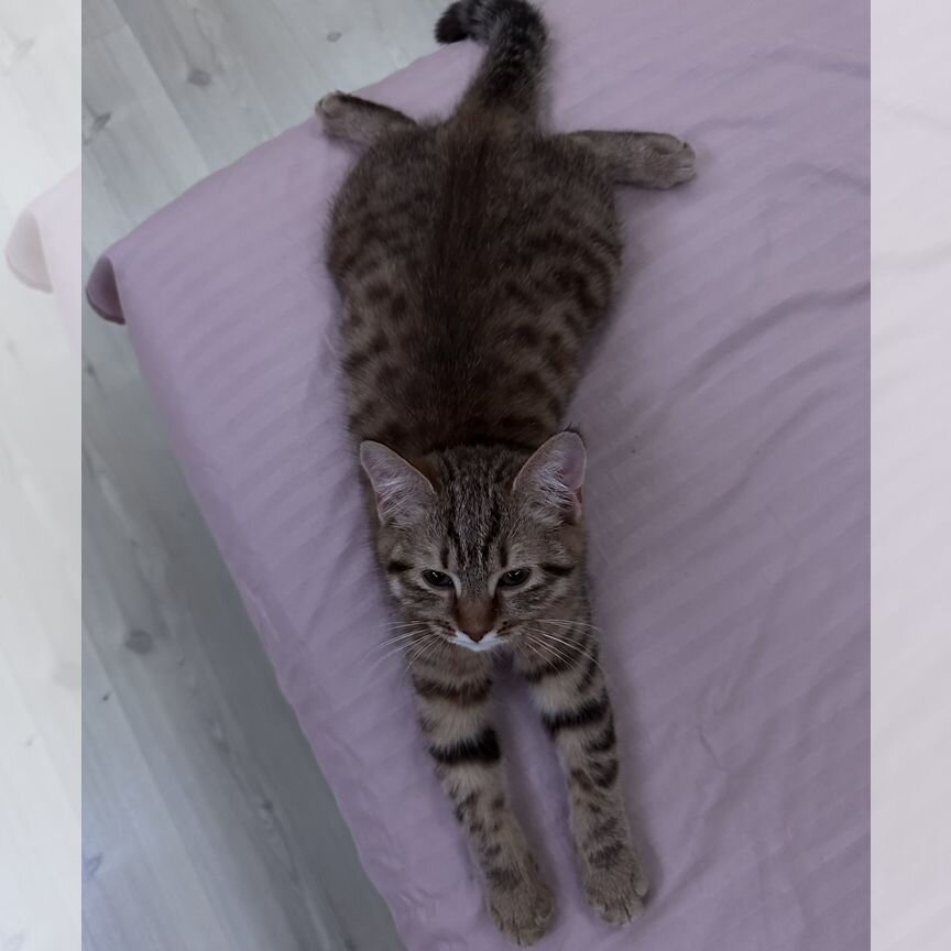 Британский короткошёрстный котёнок