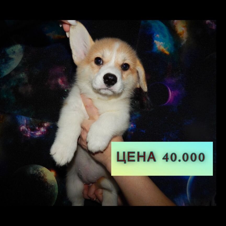 Вельш Корги Пемброк, щенок