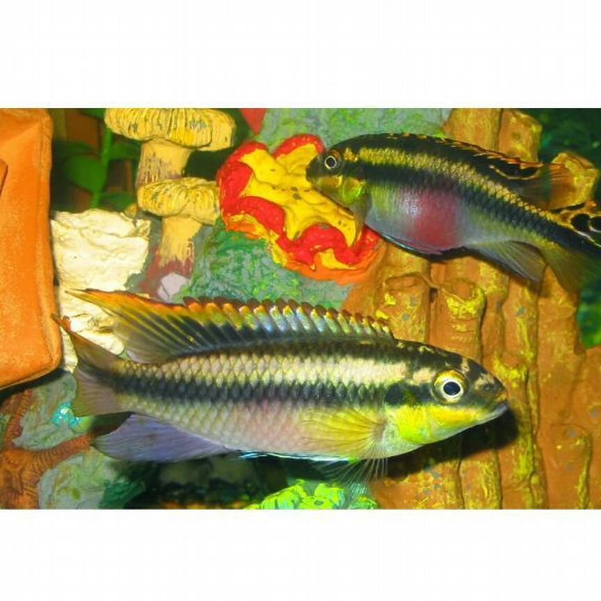 Попугай пельвикахромис пара