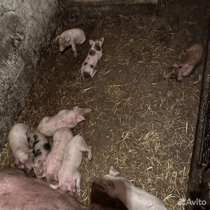 Поросята ландрас