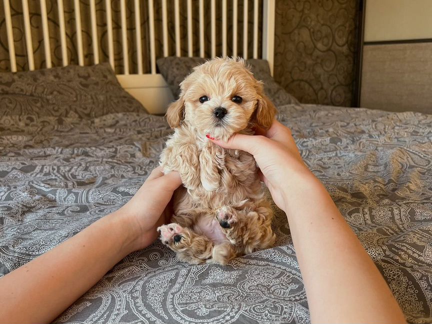 Мальтипу f1 mini baby face