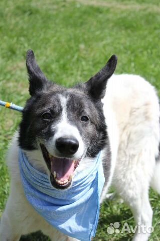 Тимон всю жизнь живет в клетке