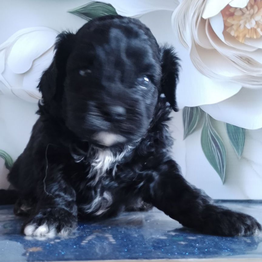 Пудель, щенок