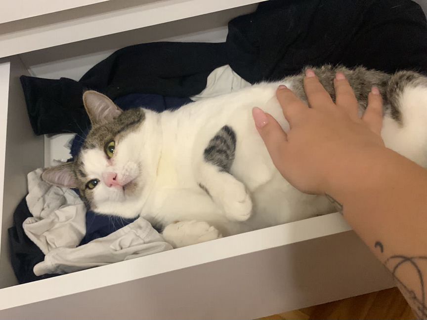 Ласковый котик в дар
