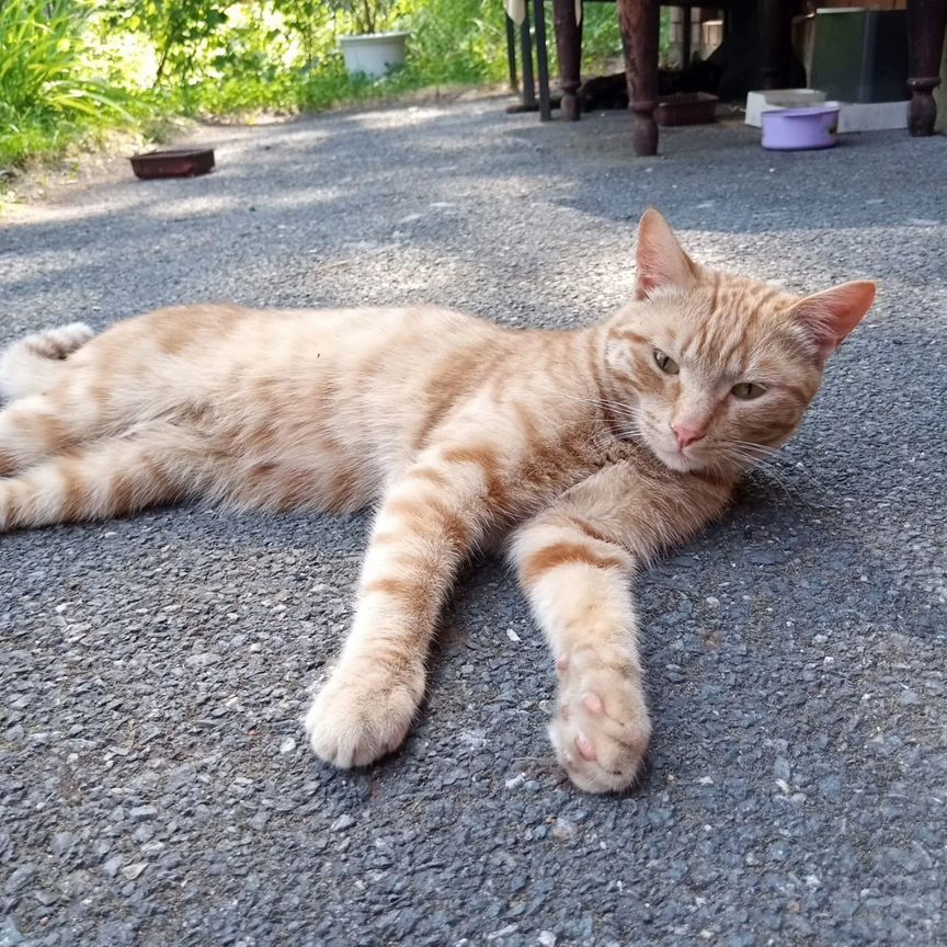 Рыжики котики и трехцветочка кошечка ищут дома