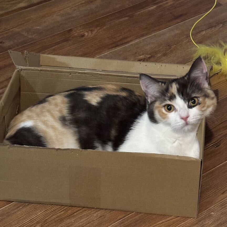 Шотландский вислоухий длинношёрстный котёнок