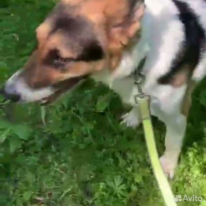 Собака. Дина Ставропольский край. В добрые руки