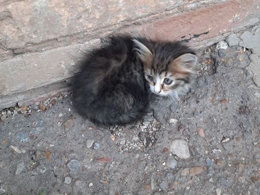 Котёнок