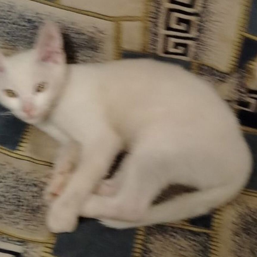 Котёнок от частного владельца