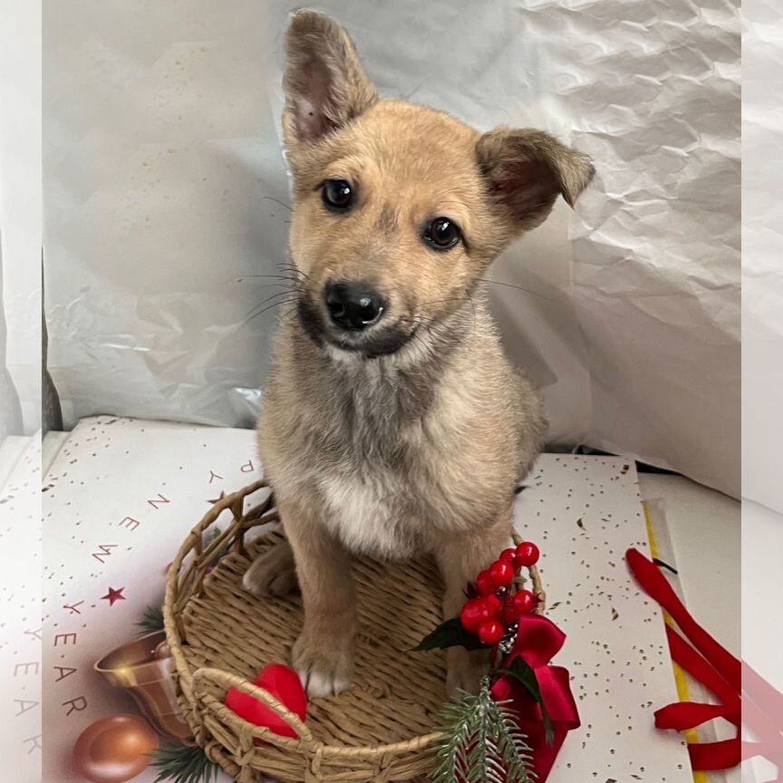 Щенок в добрые руки